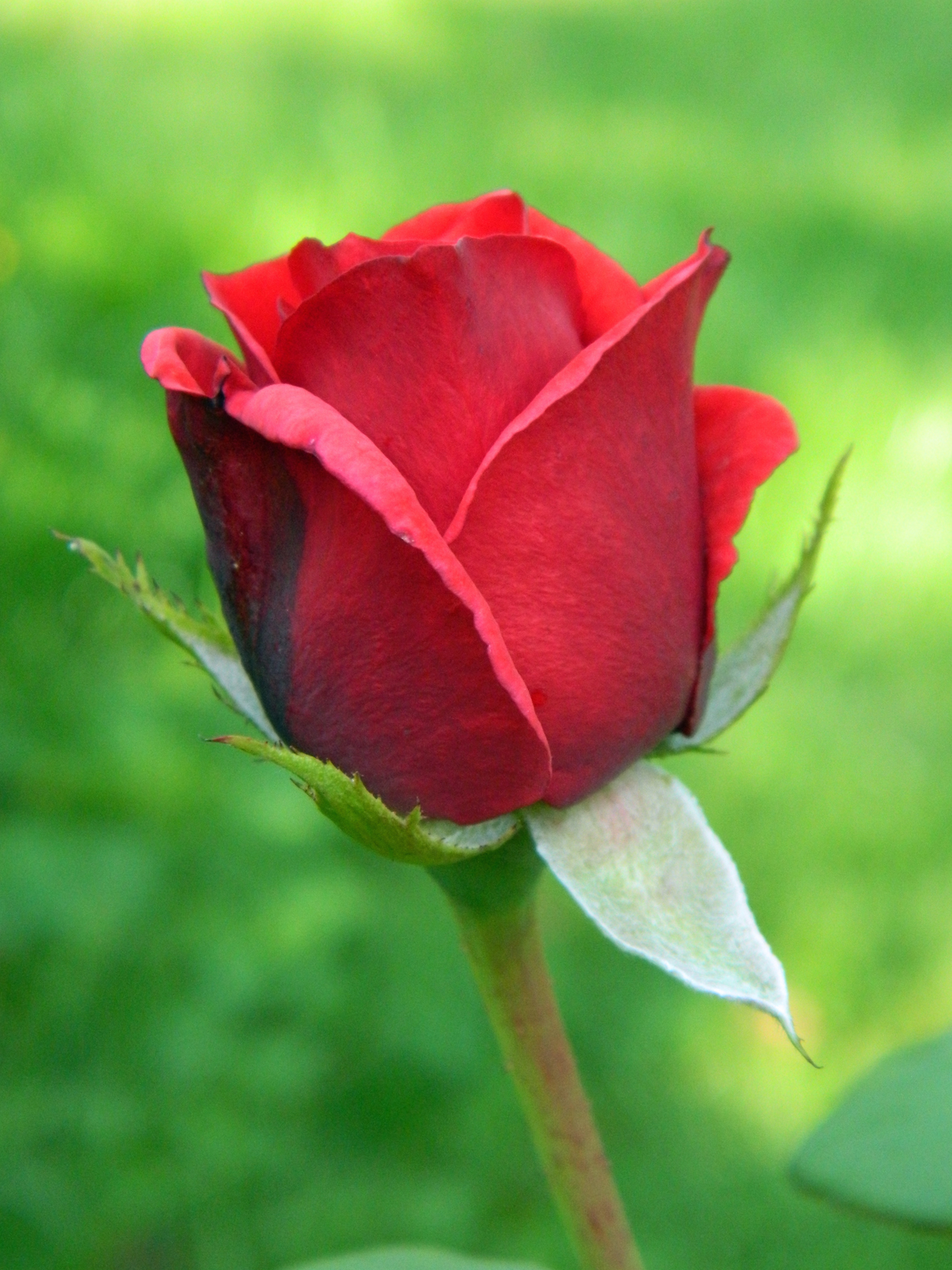 Rosen, Rosen, Rosen … – 399 m² – Melis Garten