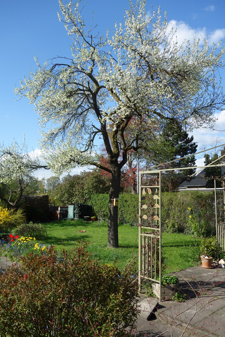 Obstbäume – 399 m² – Melis Garten
