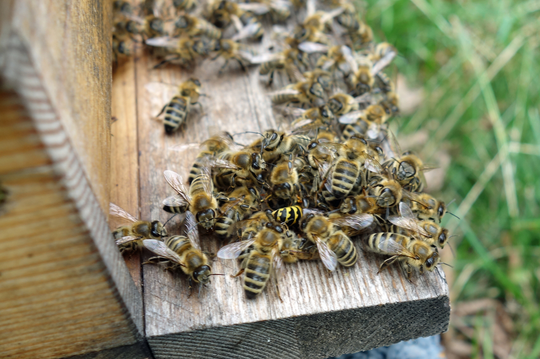 Feinde der Bienen – 399 m² – Melis Garten